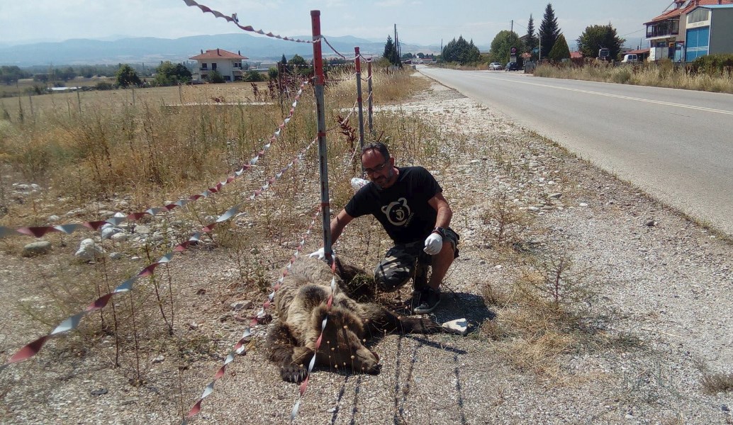Τροχαίο με θύμα νεαρή αρκούδα στην Καστοριά | Pagenews.gr
