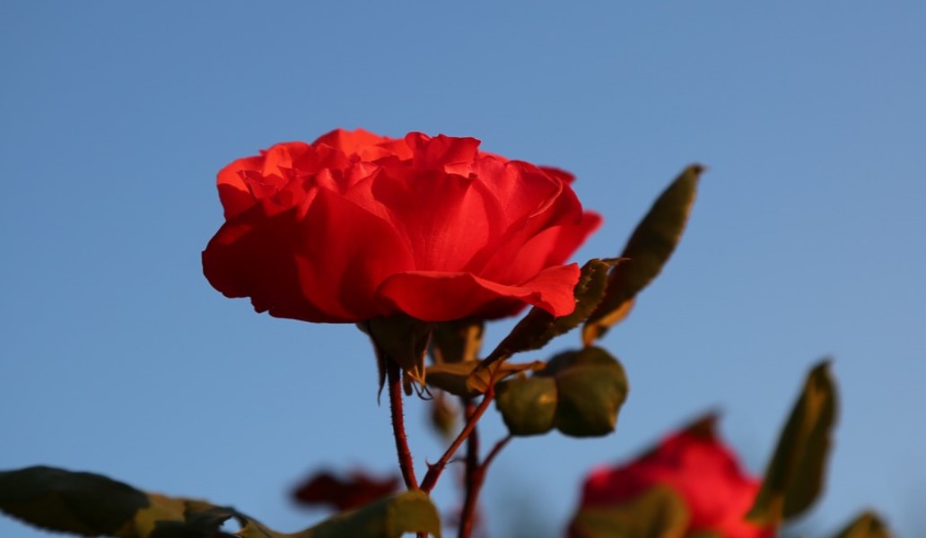 Διαβάσθηκε το DNA του τριαντάφυλλου - Με αυτό το φρούτο έχει συγγένεια ...