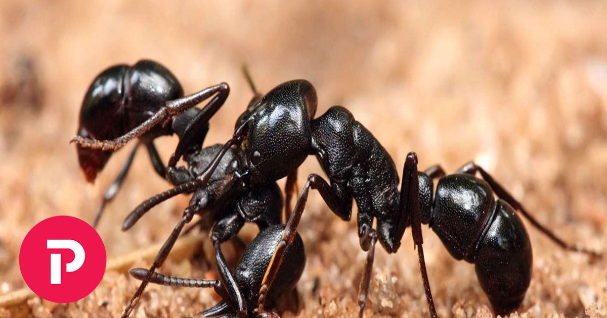 Πως να διώξεις τα μυρμήγκια από το σπίτι | Ειδησεις | Pagenews.gr