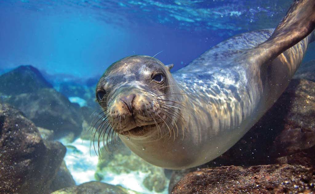 Alonissos Marine Park: The Largest Reserve από its Kind in the World ...