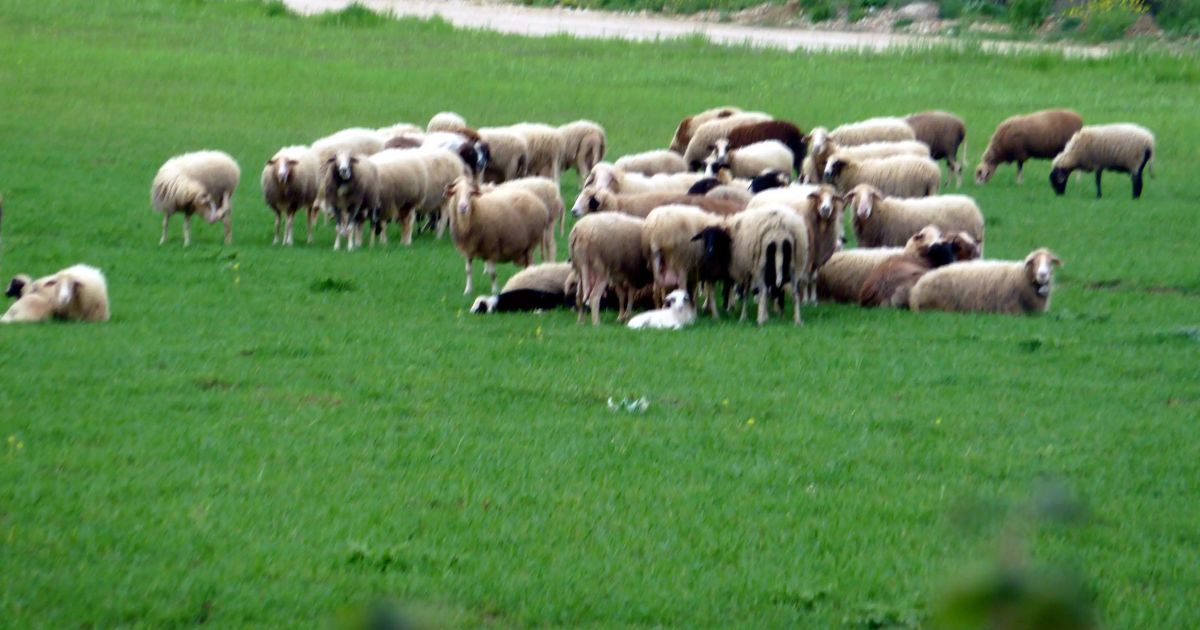 Αμνοερίφια: Από καλύτερη αφετηρία οι τιμές φέτος ενόψει Πάσχα ...