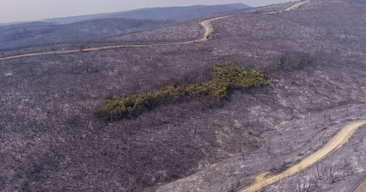 Φωτιά στην Αλεξανδρούπολη: 5 εικόνες από την τεράστια καταστροφική ...