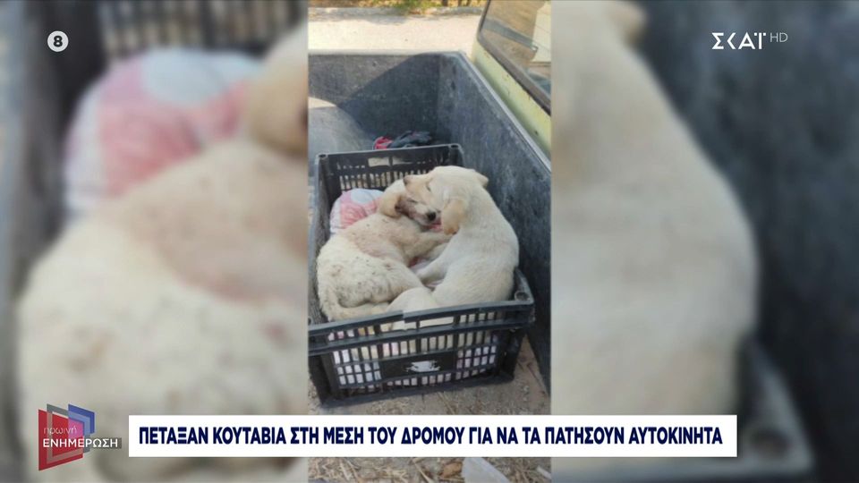 Χαλκιδική: Πέταξαν κουτάβια στη μέση του δρόμου για να τα πατήσουν ...