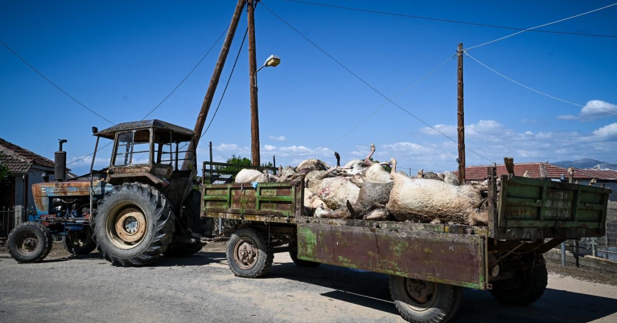 Υπουργείο Αγρ. Ανάπτυξης: Πλήρης χρηματοδότηση για αποκατάσταση ζωικού ...