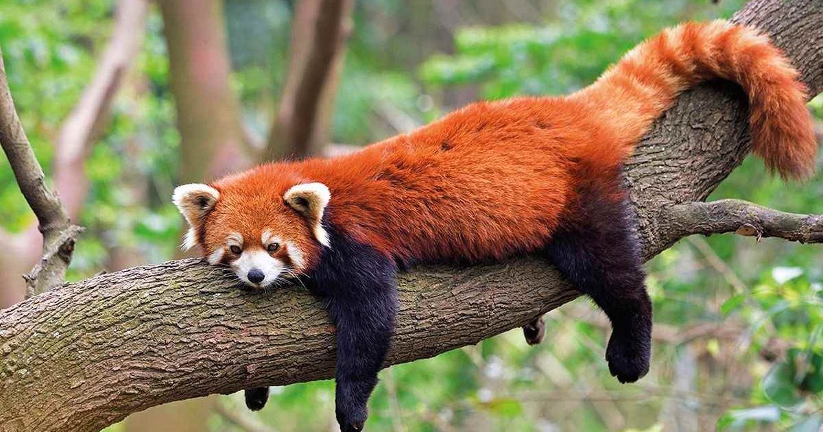 Rare red panda born in Attica Zoological Park | Ειδησεις | Pagenews.gr