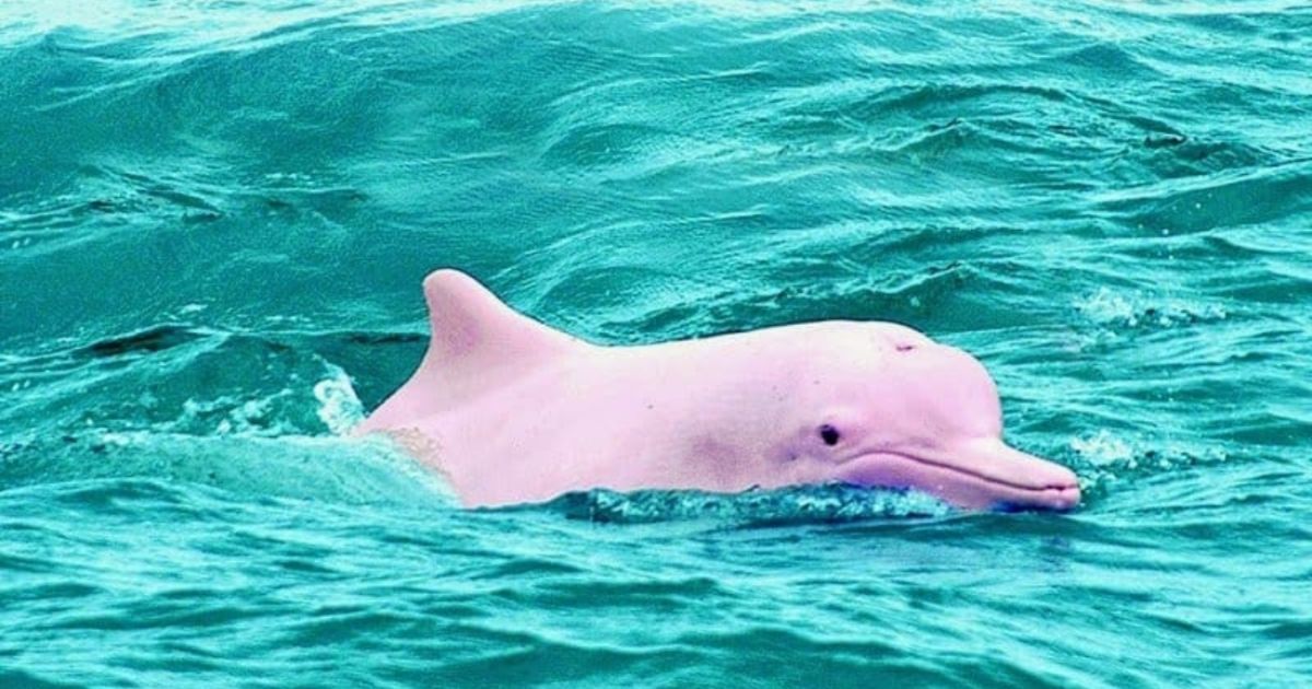 Αμερική: Γιατί πεθαίνουν τα ροζ δελφίνια του Αμαζονίου - Τουλάχιστον ...