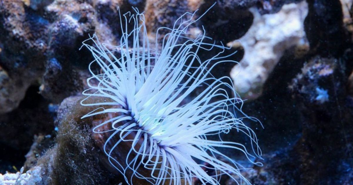 Marine Ecosystems in Greece Face Collapse, Experts Warn | Ειδησεις ...