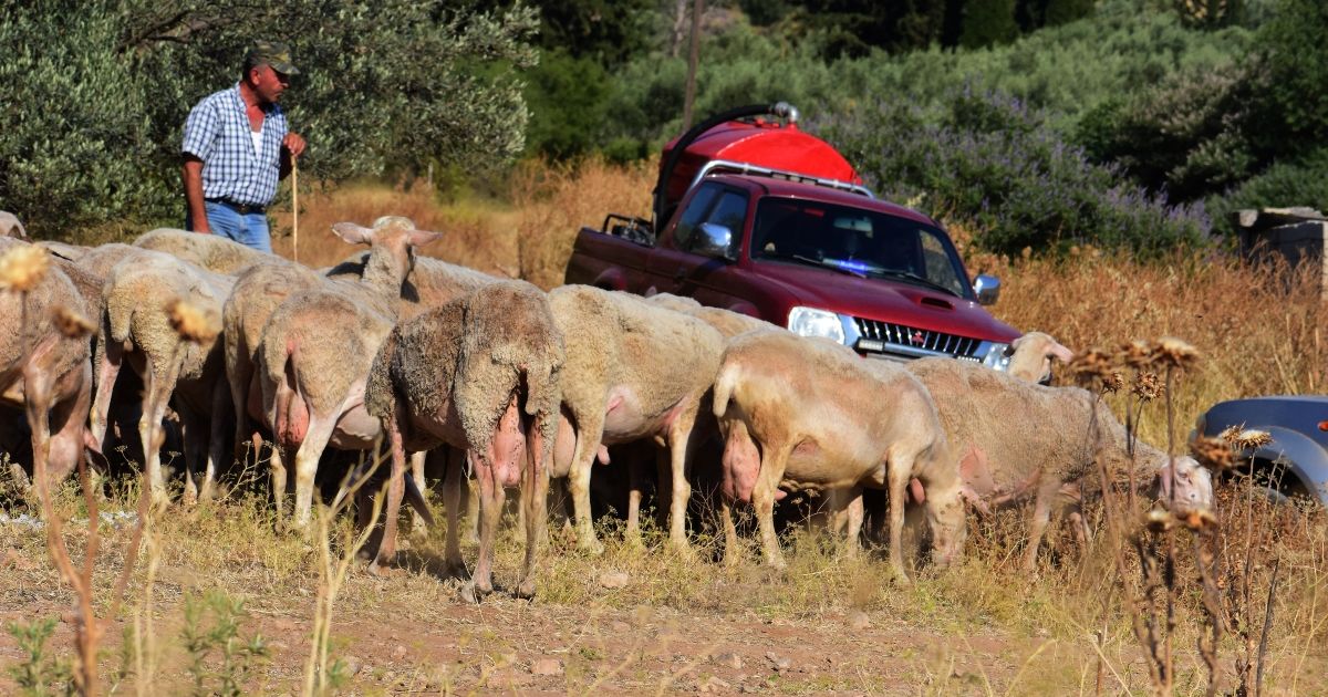 Πανώλη στα αιγοπρόβατα: 12 ερωταπαντήσεις για το τι είναι, τι ...