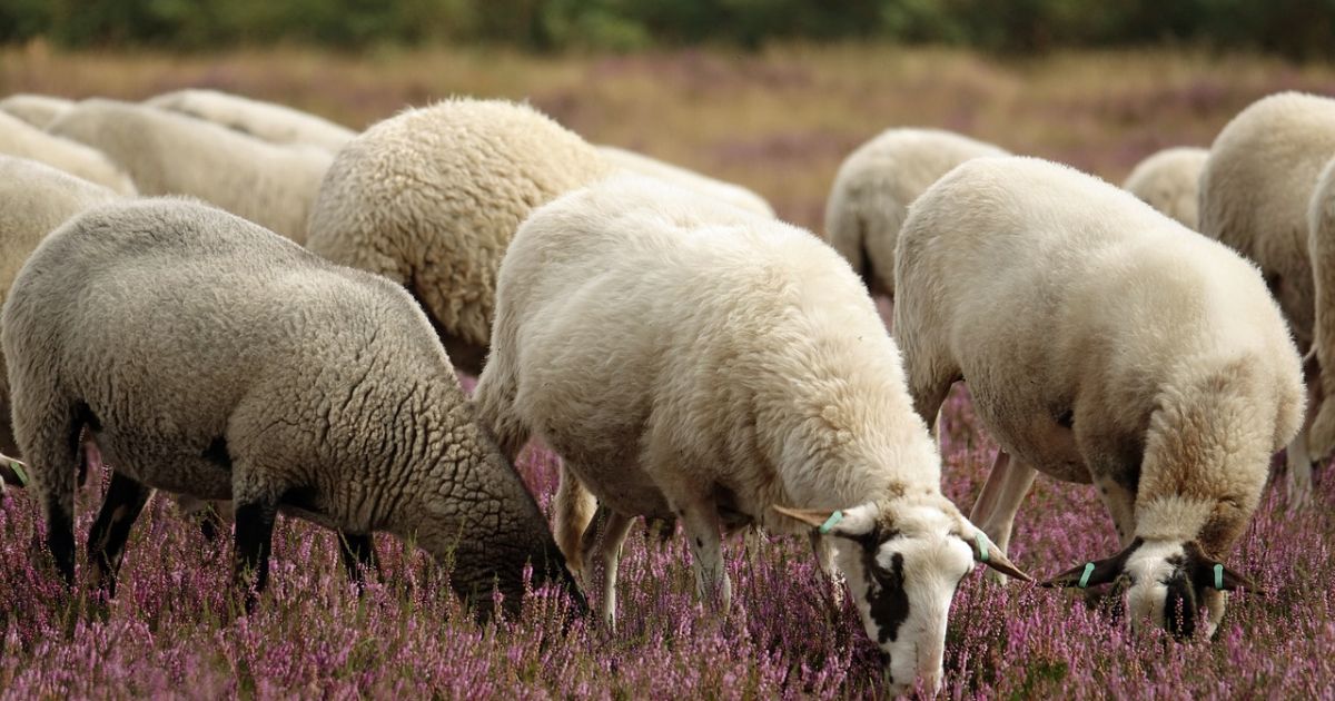 Greece records 22 cases από PPR goat and sheep plague most in Thessaly ...