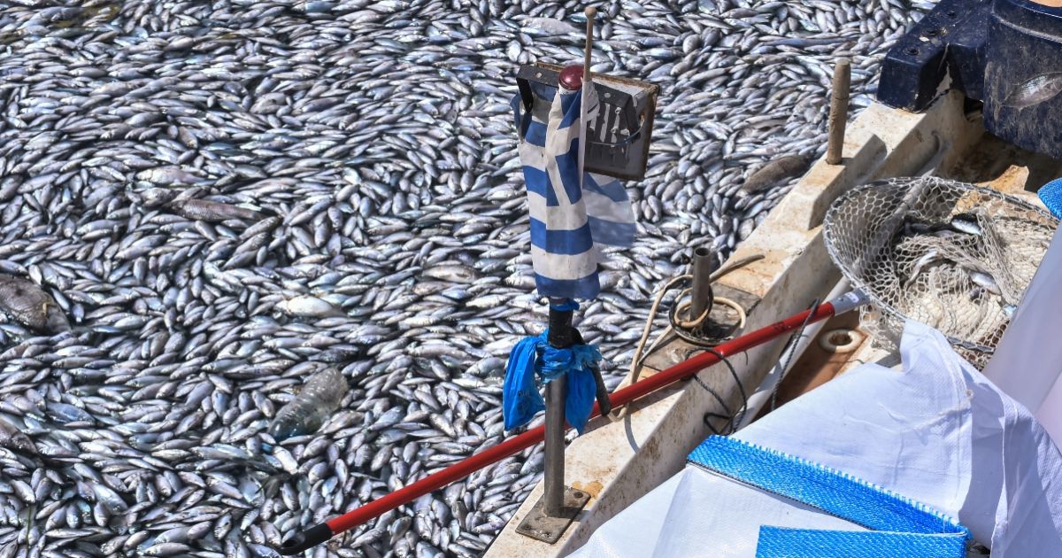 Ανακλήθηκαν 6 από τις 11 γαλάζιες σημαίες από παραλία του Δήμου Βόλου ...