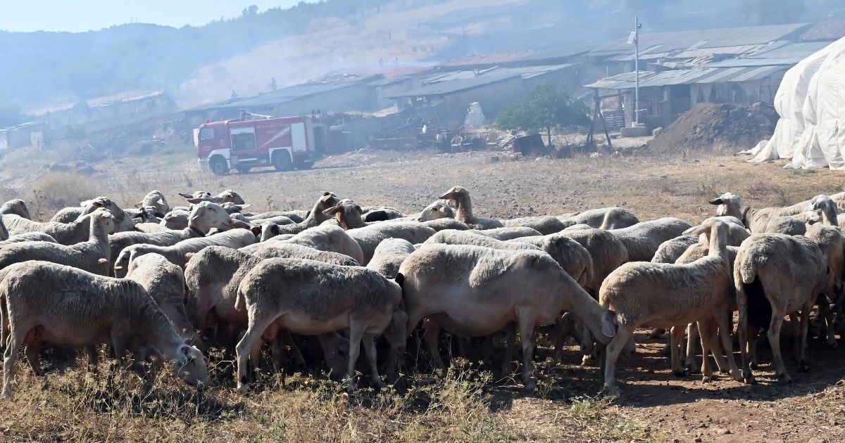 Sheep and goat pox: Authorities investigate the cause από the spread ...