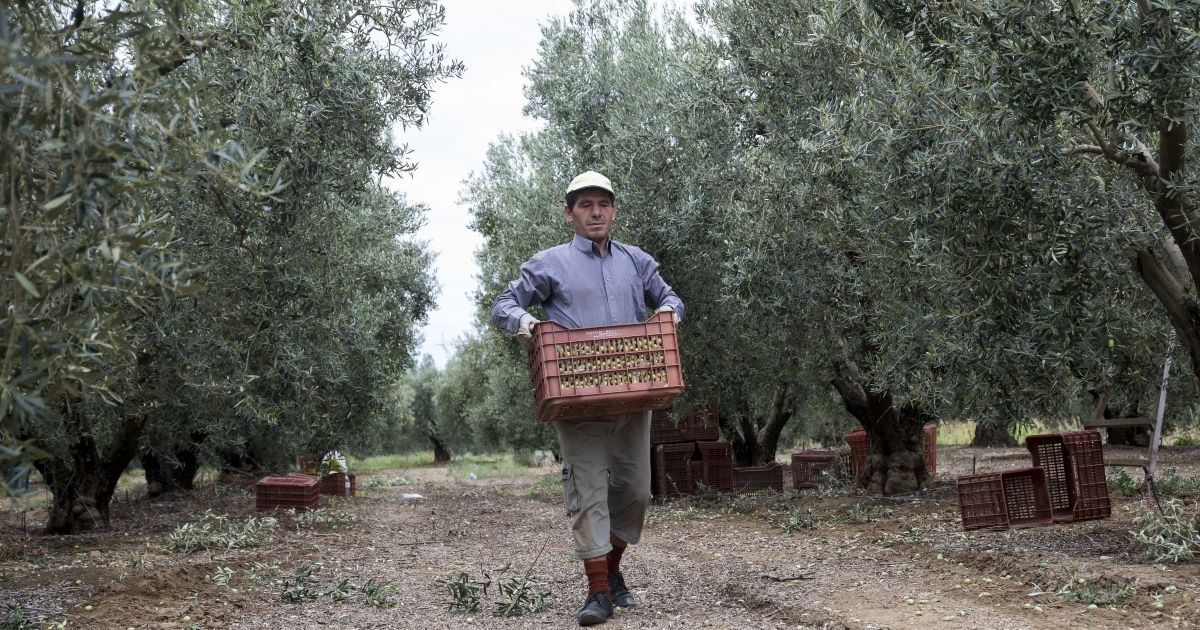 Αγροτικές επιδοτήσεις: Τι πρέπει να γνωρίζουν οι δικαιούχοι για τις ...