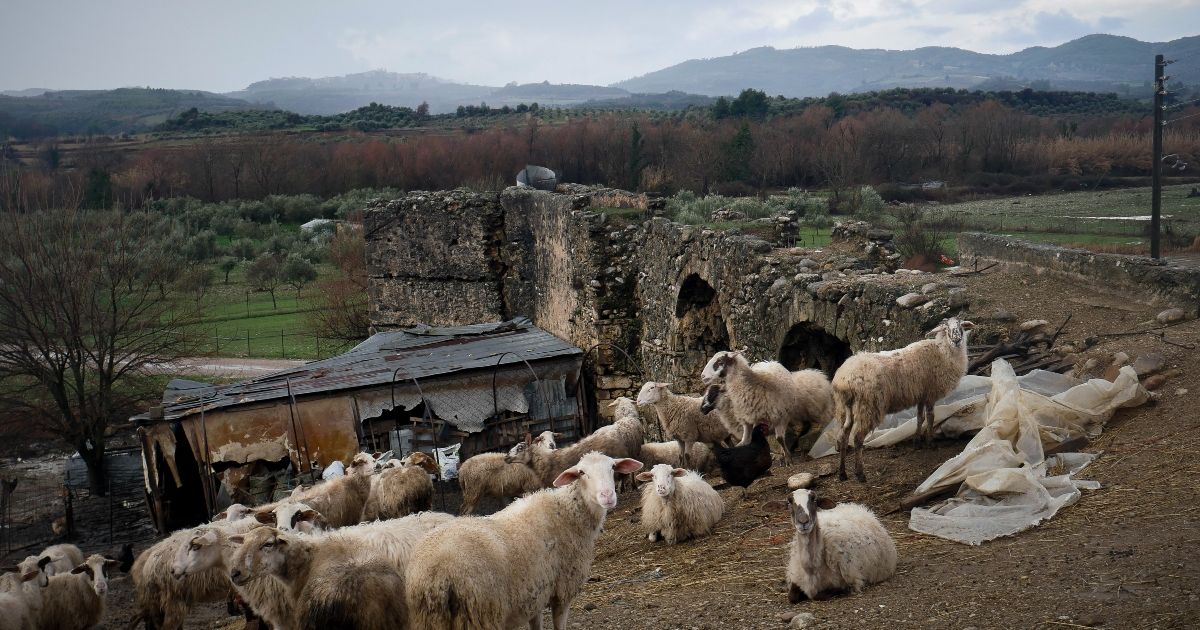 Το σκάνδαλο του ΟΠΕΚΕΠΕ στο στόχαστρο της Ευρωβουλής | Ειδησεις ...