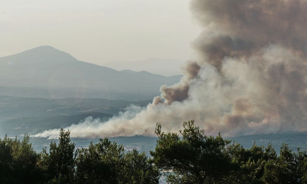 Φωτιά Ωρωπός: 1.000 στρέμματα δάσους έγιναν στάχτη - Σε ύφεση η φωτιά ...