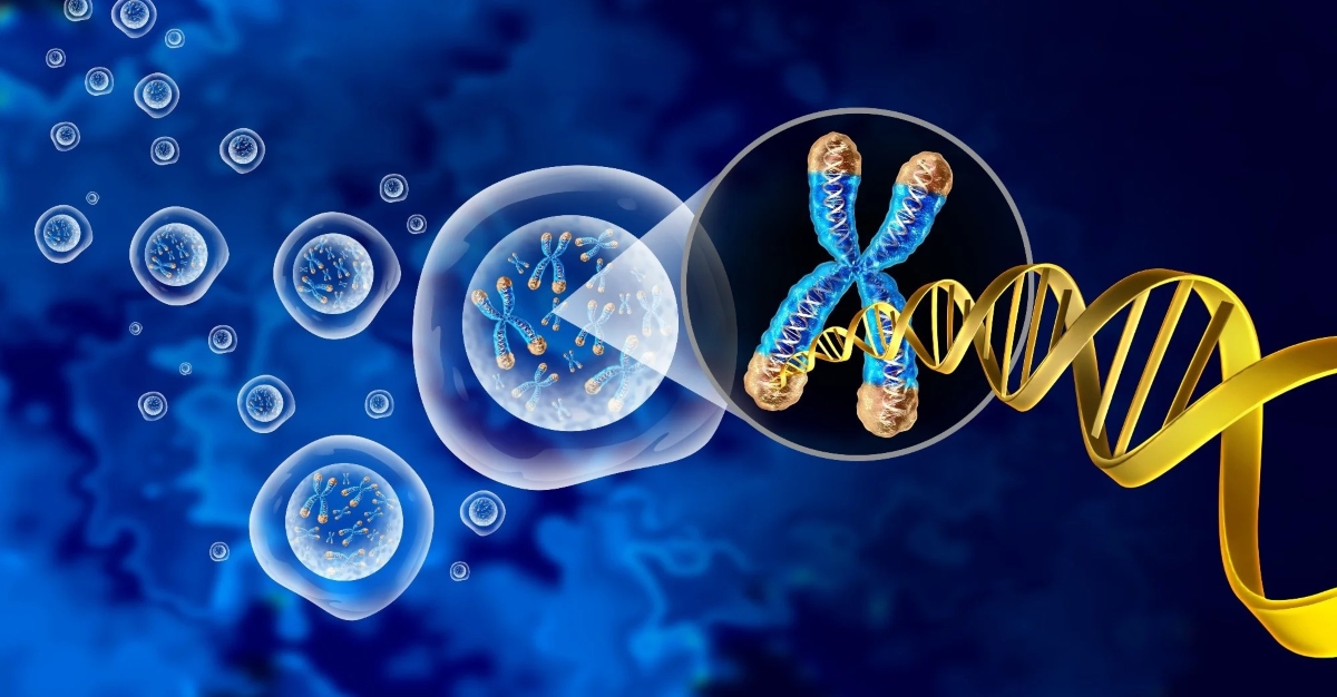 Τελομερή: Τι είναι γνωστό για τις δομές από DNA που αυξάνουν την ...