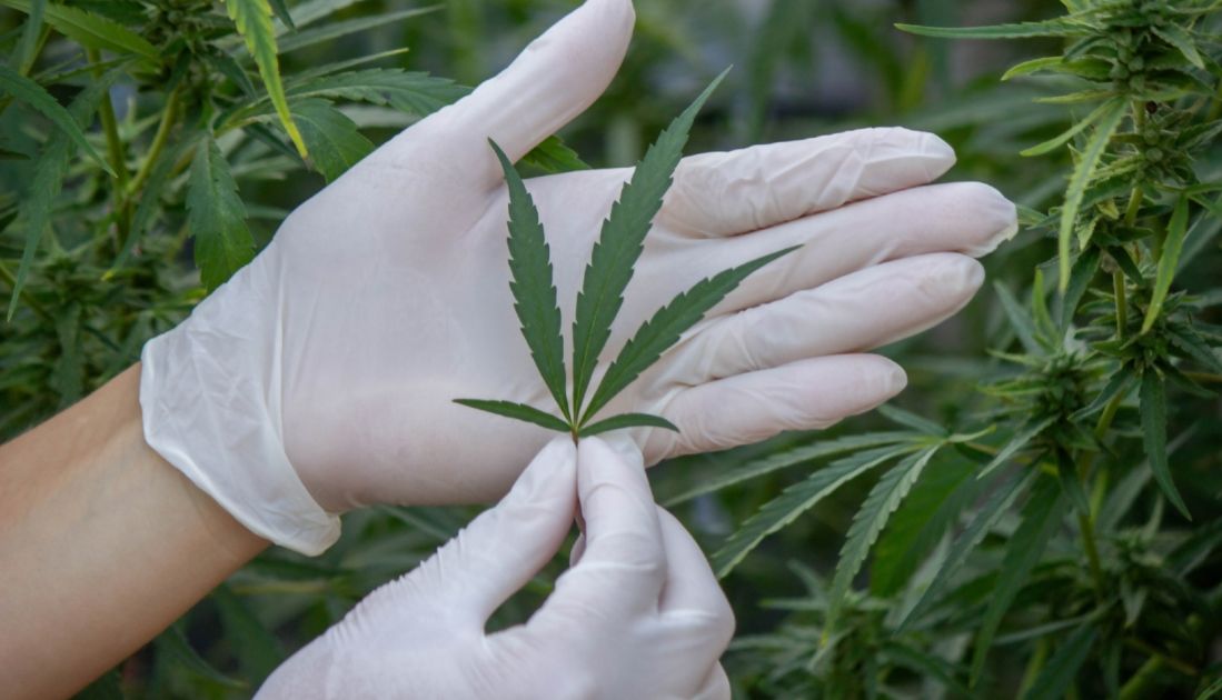 Το DNA σας μπορεί να καθορίσει τη σχέση σας με την κάνναβη, σύμφωνα με ...